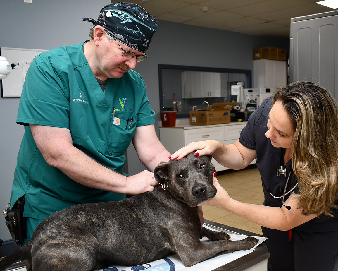 Puppy Wellness Care | Value Pet Vet | Vet in CT | Vet in IL