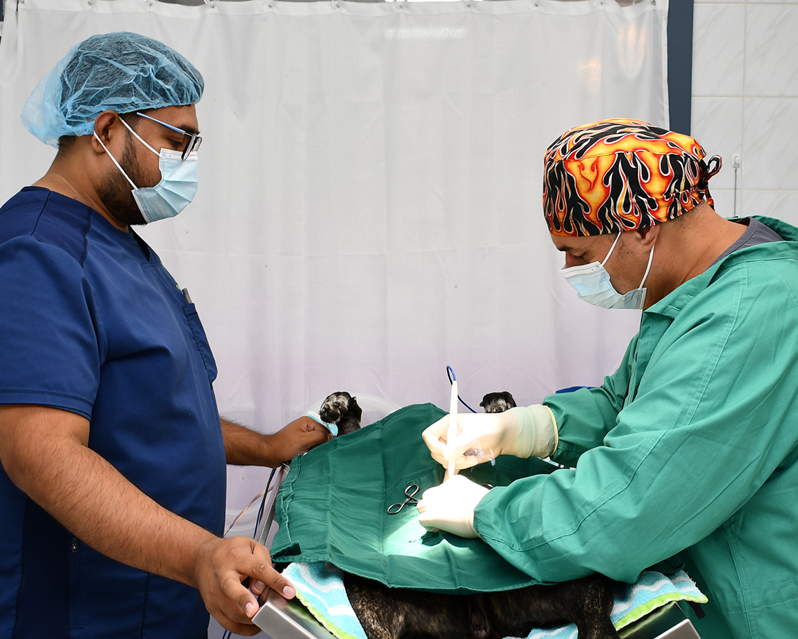 Soft Tissue Surgery | Value Pet Vet | Monroe, CT | Norwalk, CT Vet