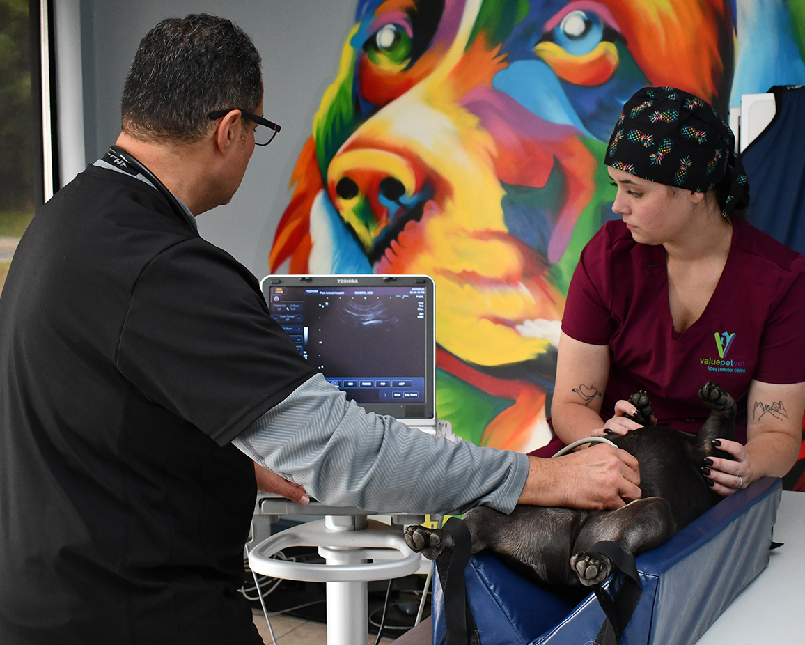 Pet Ultrasound | Value Pet Vet | Norwalk | Monroe | CT Vet