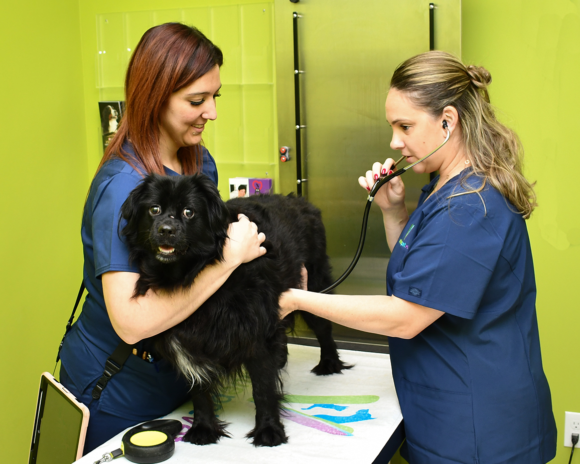 Canine and Feline Wellness Care | Value Pet Vet | Vet in CT