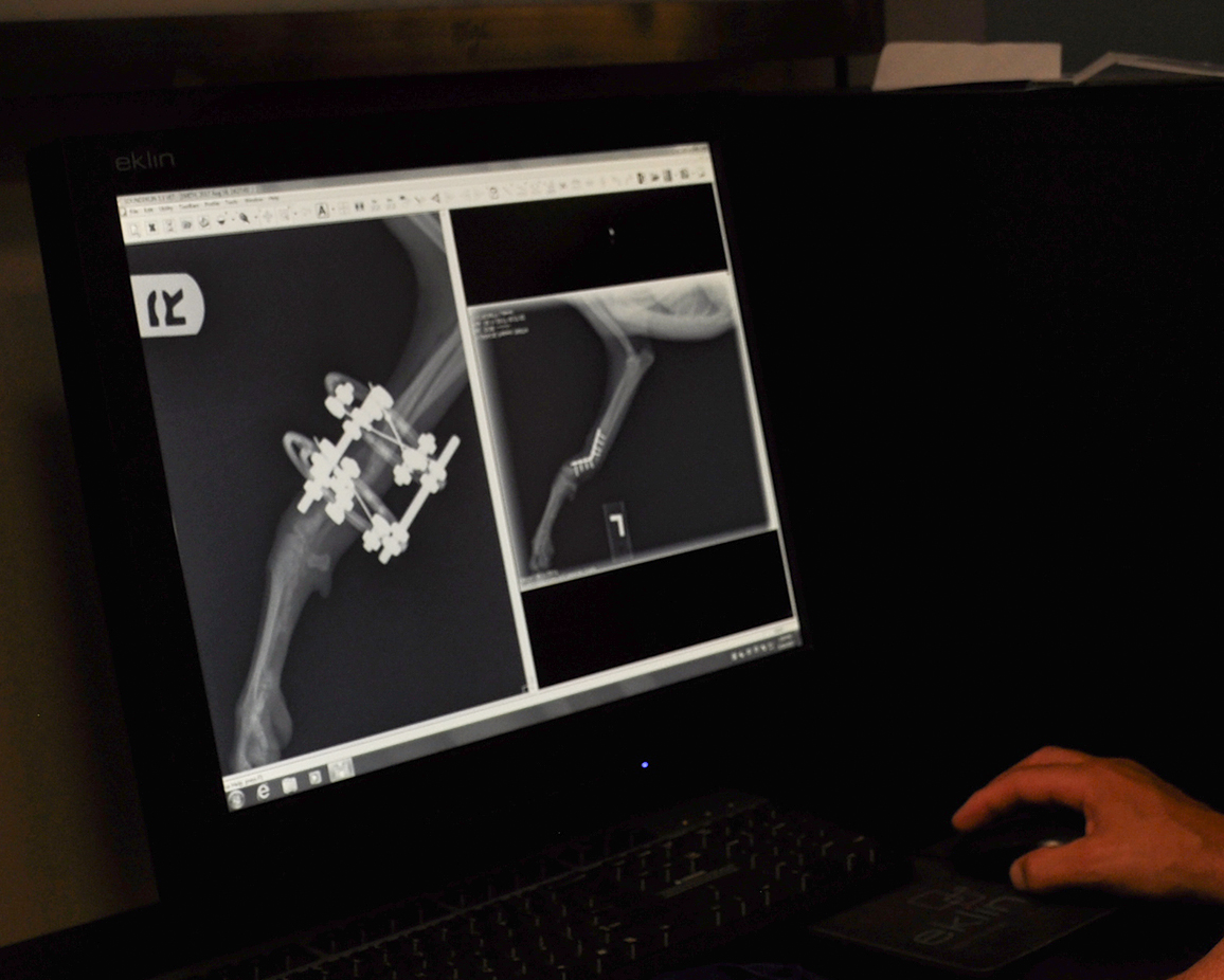 Veterinary Orthopedic Surgery | Value Pet Vet | CT Veterinarian