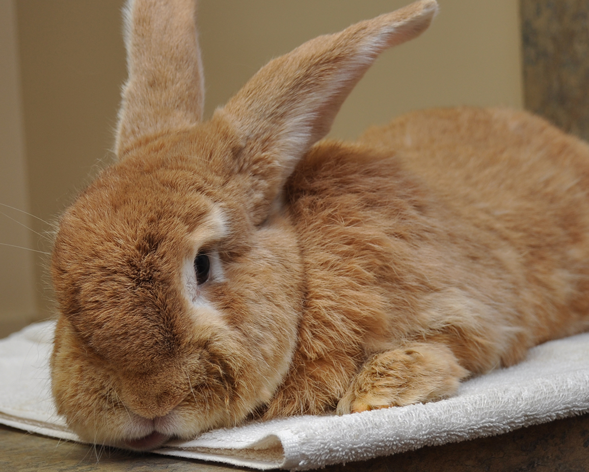 Low Cost Spay/Neuter | Rabbit | Value Pet Vet | CT Vet | IL Vet