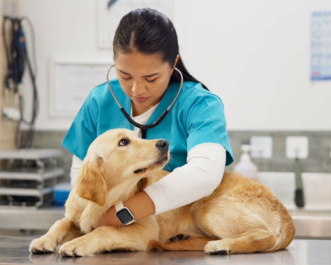 Employment Opportunities and Path To Partnership - Veterinarians